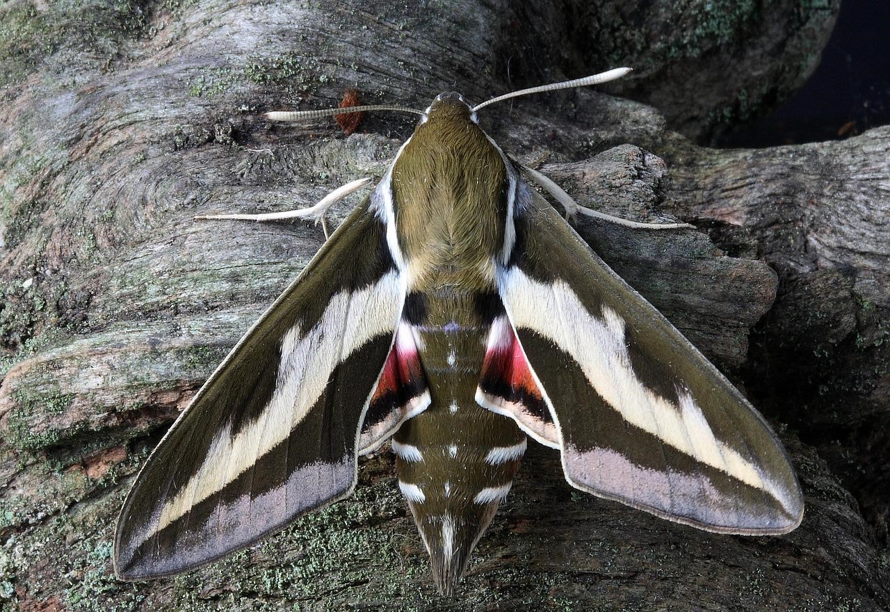 Your Ultimate Guide to Moths and How to Get Rid of Them