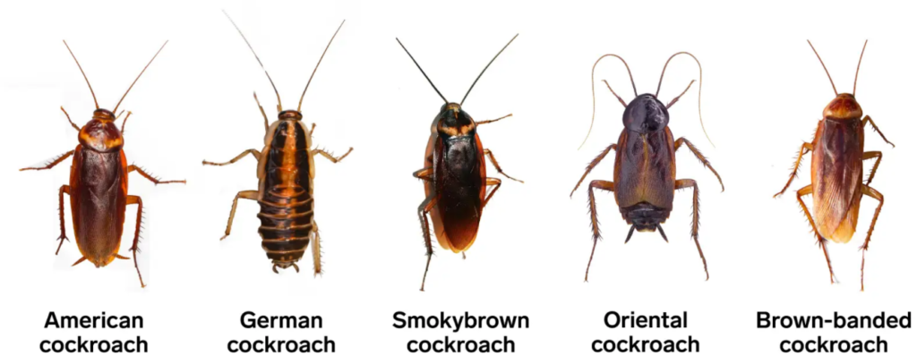 Roaches – Pest